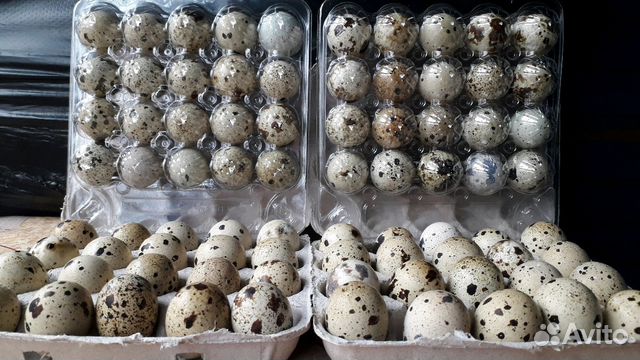 Инкубационное яйцо