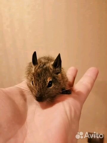Дегу