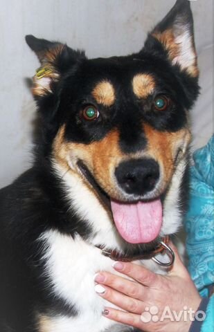 Домашняя добрая молодая собачка в дар