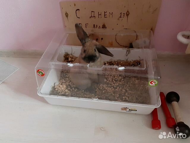 Вислоухий кролик