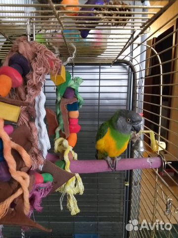 Синегальский попугай