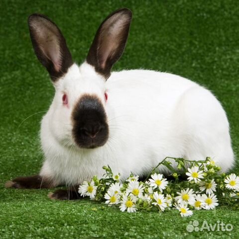 Продаются кролы