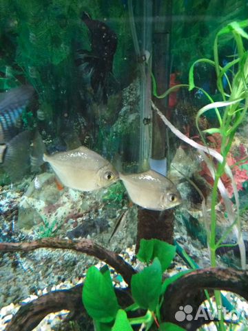 Метиннис (серебряный доллар)