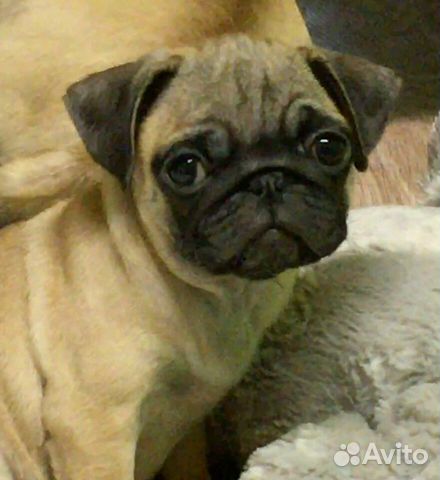 Девочки породы Мопс