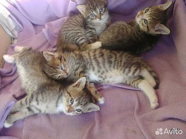 Котята Кельтские, 3 мальчика и 1 девочка