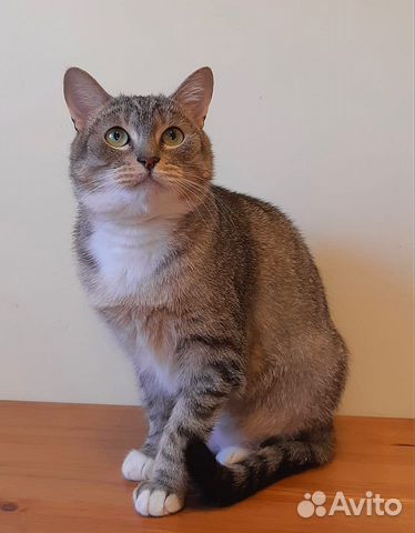 Кошечка Хани, 1 год