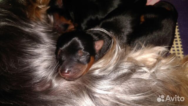 Щеночки йорика, родились 20 марта