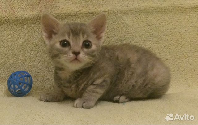 Карамельная Мечта) Радость общения без аллергии