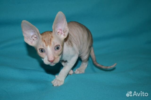 Роскошные ушастики Корниш рекс