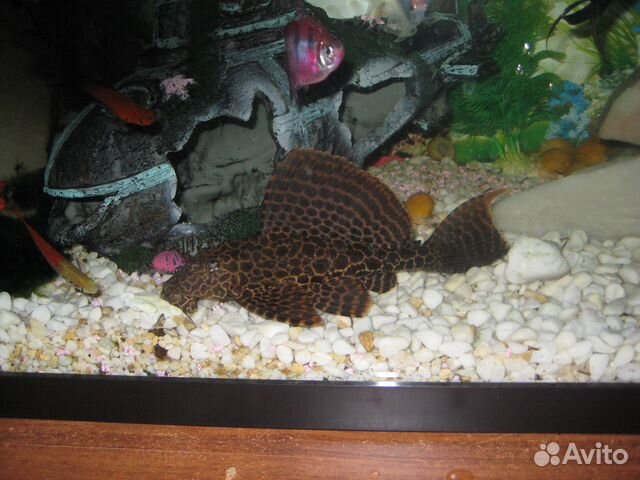 Парчовый сом