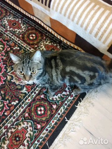 Британский котик
