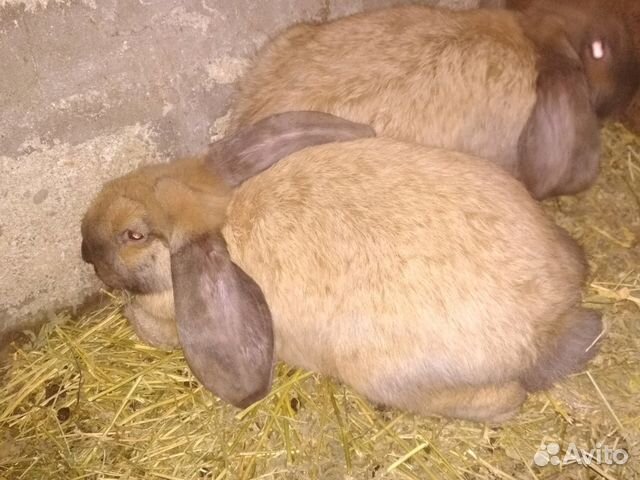 Кролик Баран