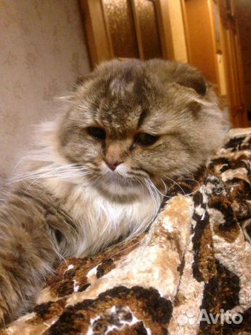 Шикарный вислоухий кот Наглопольд для вязки