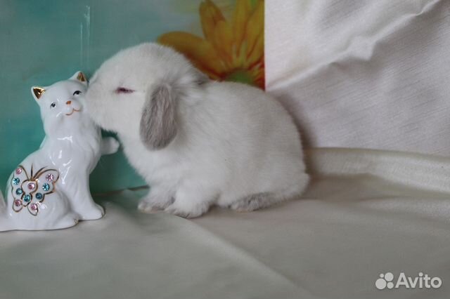 Декоративный кролик