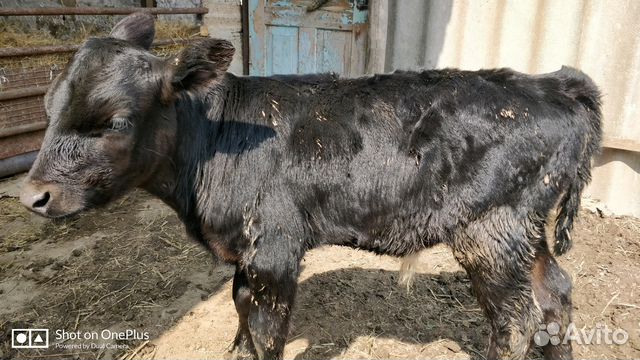 Теленок бычек