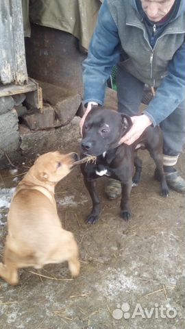 Щенки Стафф