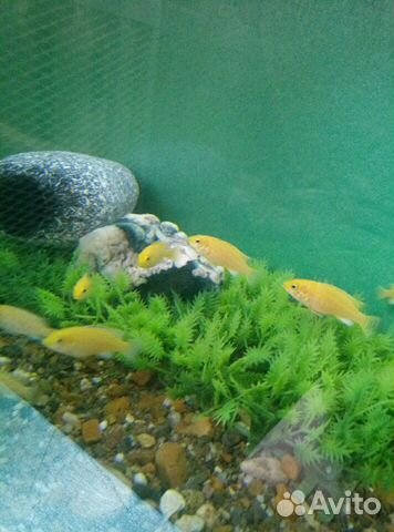 Цихлиды Еллоу или Колибри