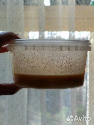 Инфузория, нематода (стартовый корм)