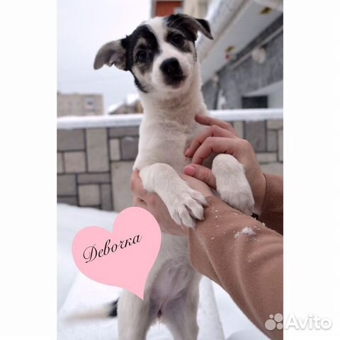 Щенок Бэнни