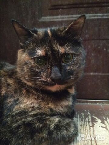 Красавица-трехцветка Шанель