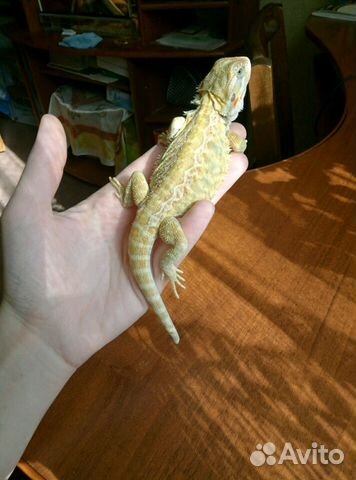 Агама бородатая