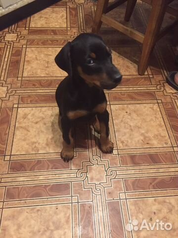 Щенок добермана