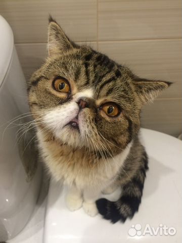 Ласковый котик экзот