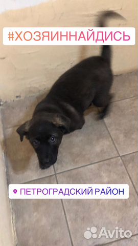 Щенок девочка