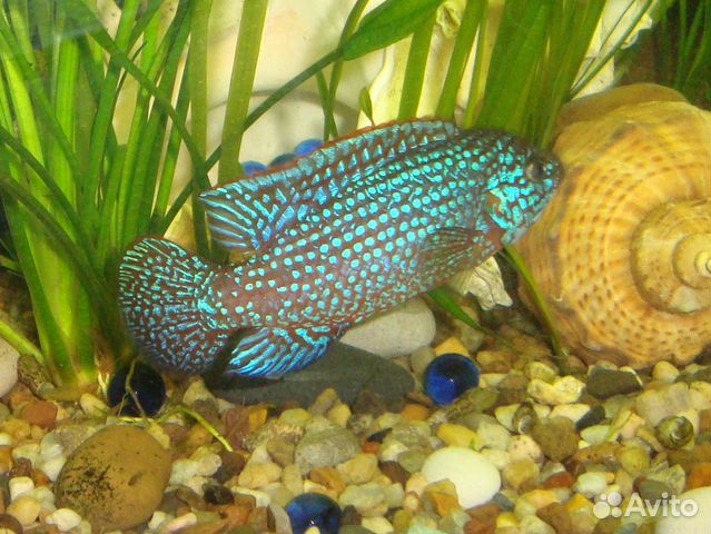 Взрослые цихлиды