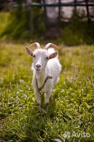 Продаются козочки