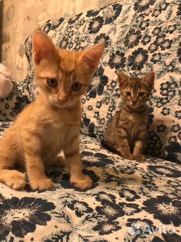 Ищу хозяина