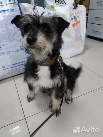 Ищет дом мелкая собачка Шанель