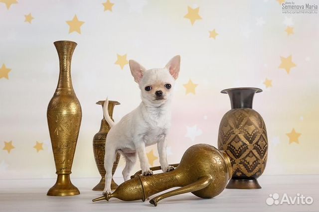 Милые чихомалыши