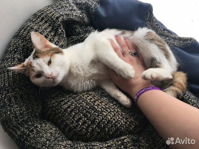 Николь в добрые руки