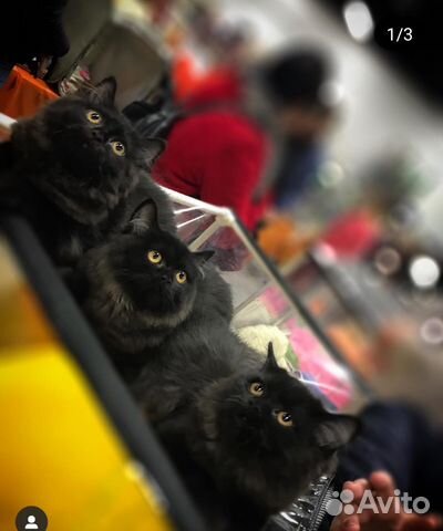 Британские котята