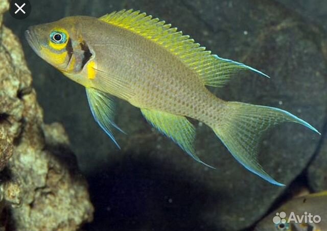 Принцесса Бурунди (цихлида)