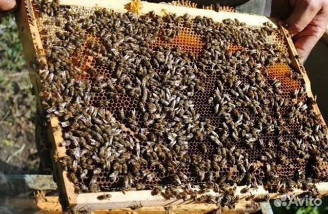 Пчела среднерусская, ульи, рамки