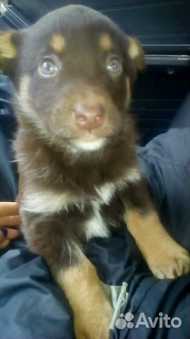 Щенок на охрану