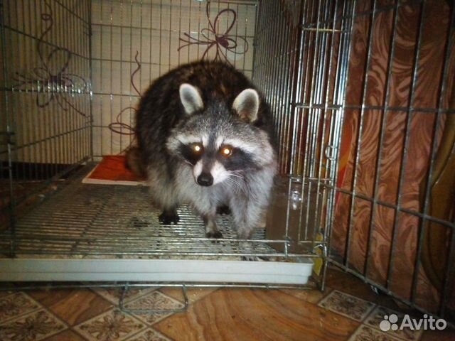 Продам ручного енота