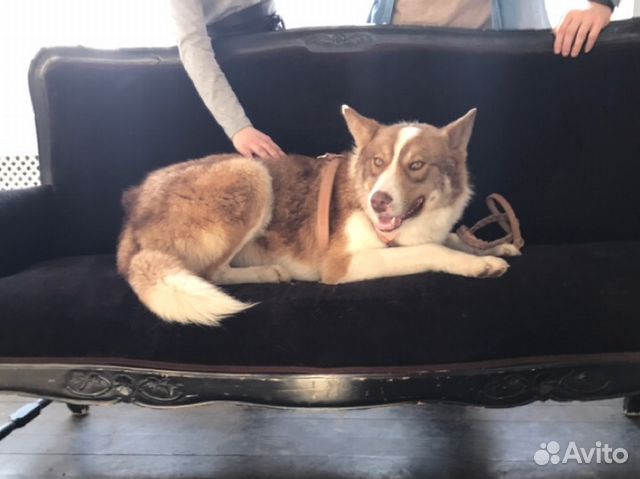 Шоколадный хаски в добрые и ответственные руки