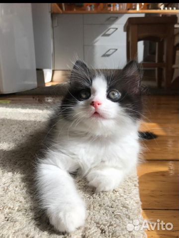 Сибирский котёнок