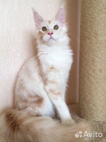 Сливочно-зефирный мейнкунчик