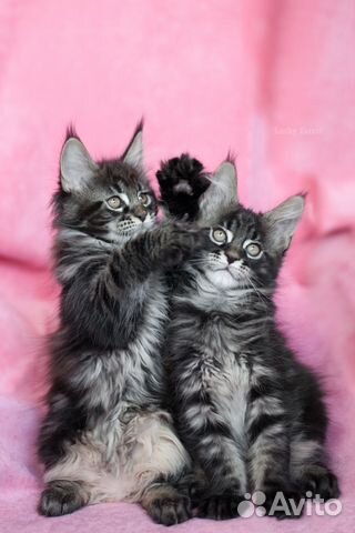 Мейн-куны с родословной