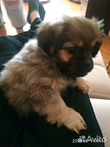 Животные собаки щенок пикенес