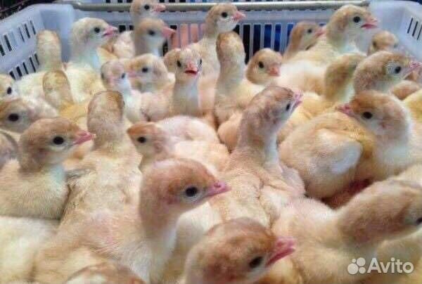 Суточные индюшата Биг6
