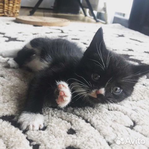 Котята в добрые и заботливые руки