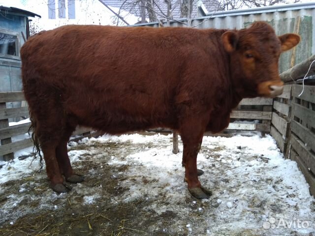 Красный Абердин-ангус