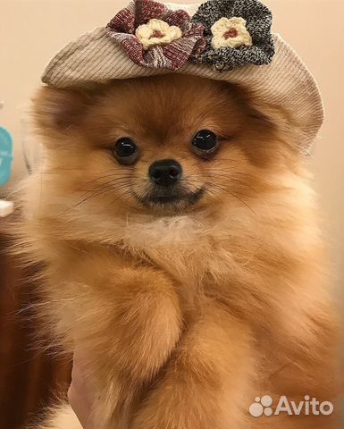 Супер мини шпиц