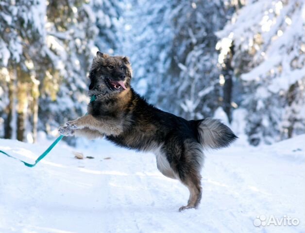 Зарни, щенок, с которым приключения всегда рядом