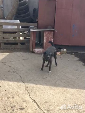 Молодой кобель, собака,щенок,собаки